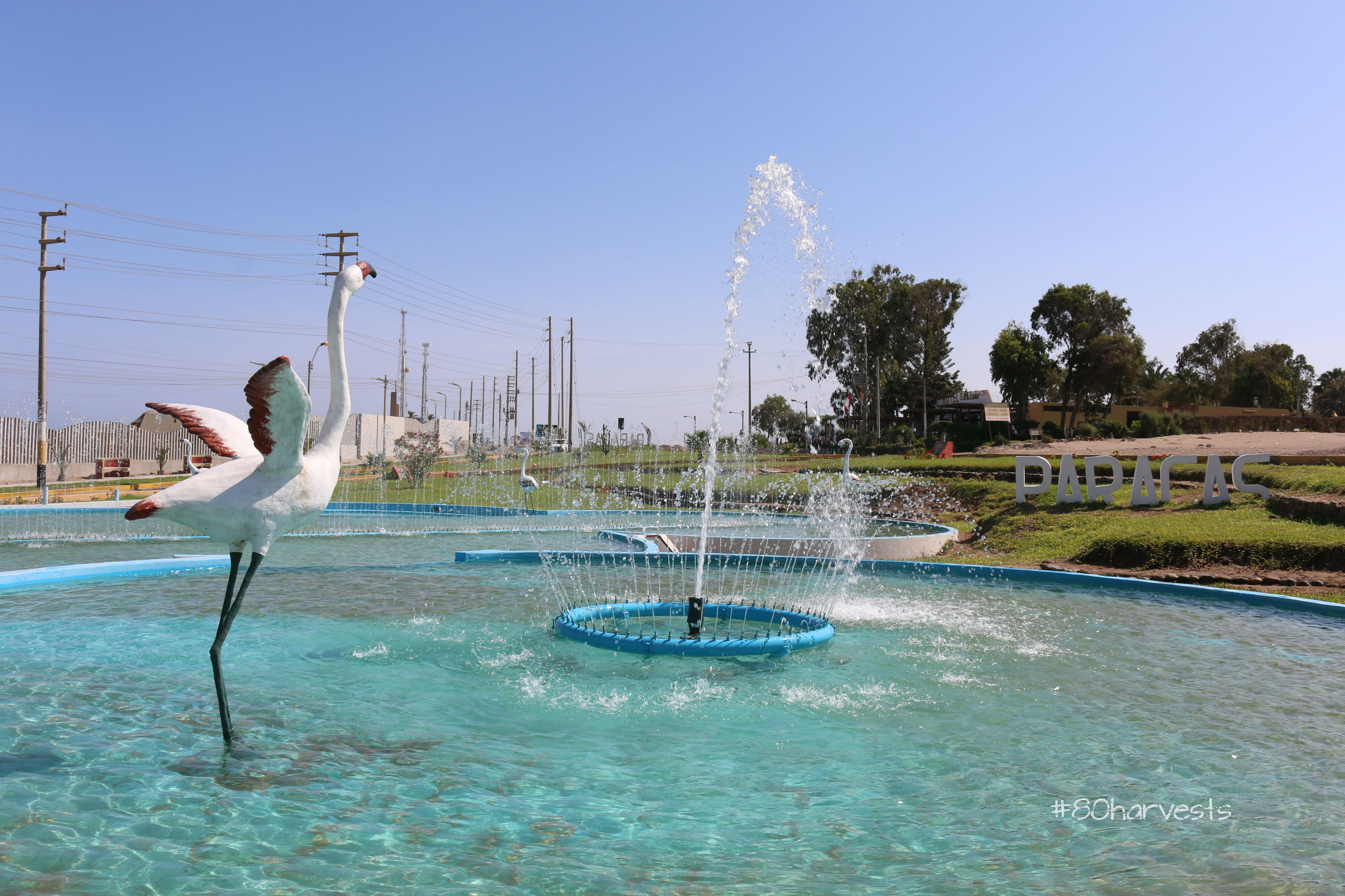 pisco is a bird - Around the World in 80 Harvests