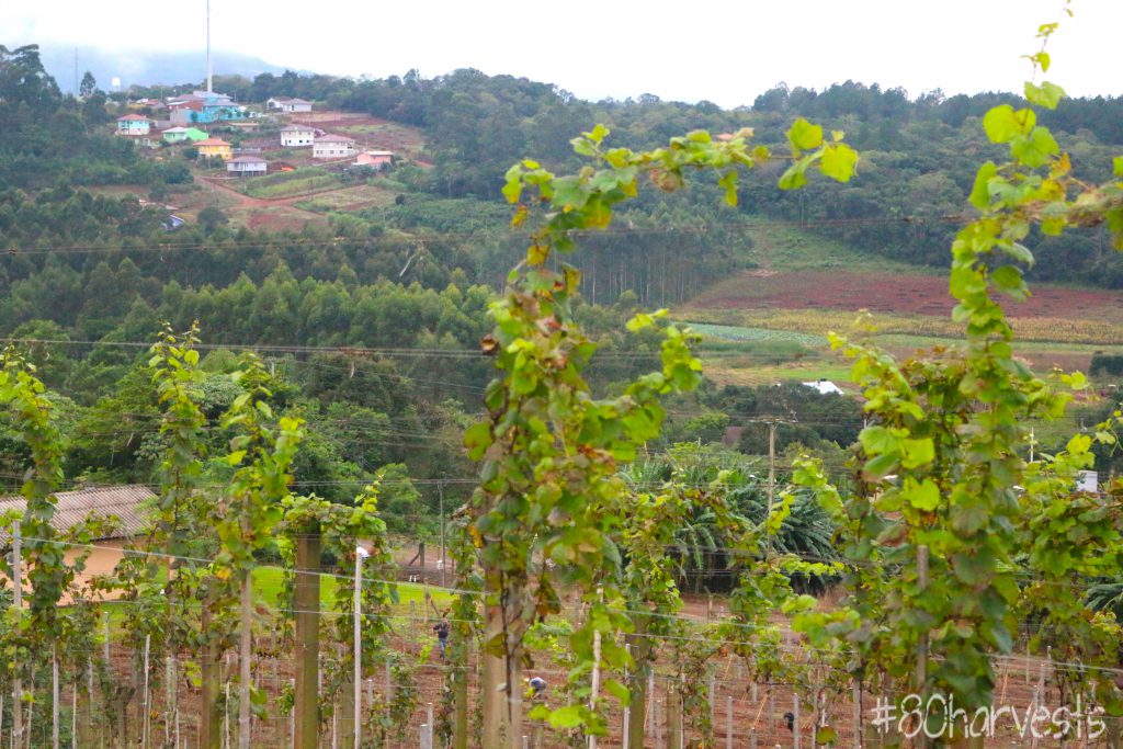 Guide to Brazil wineries & producers: Serra Gaucha