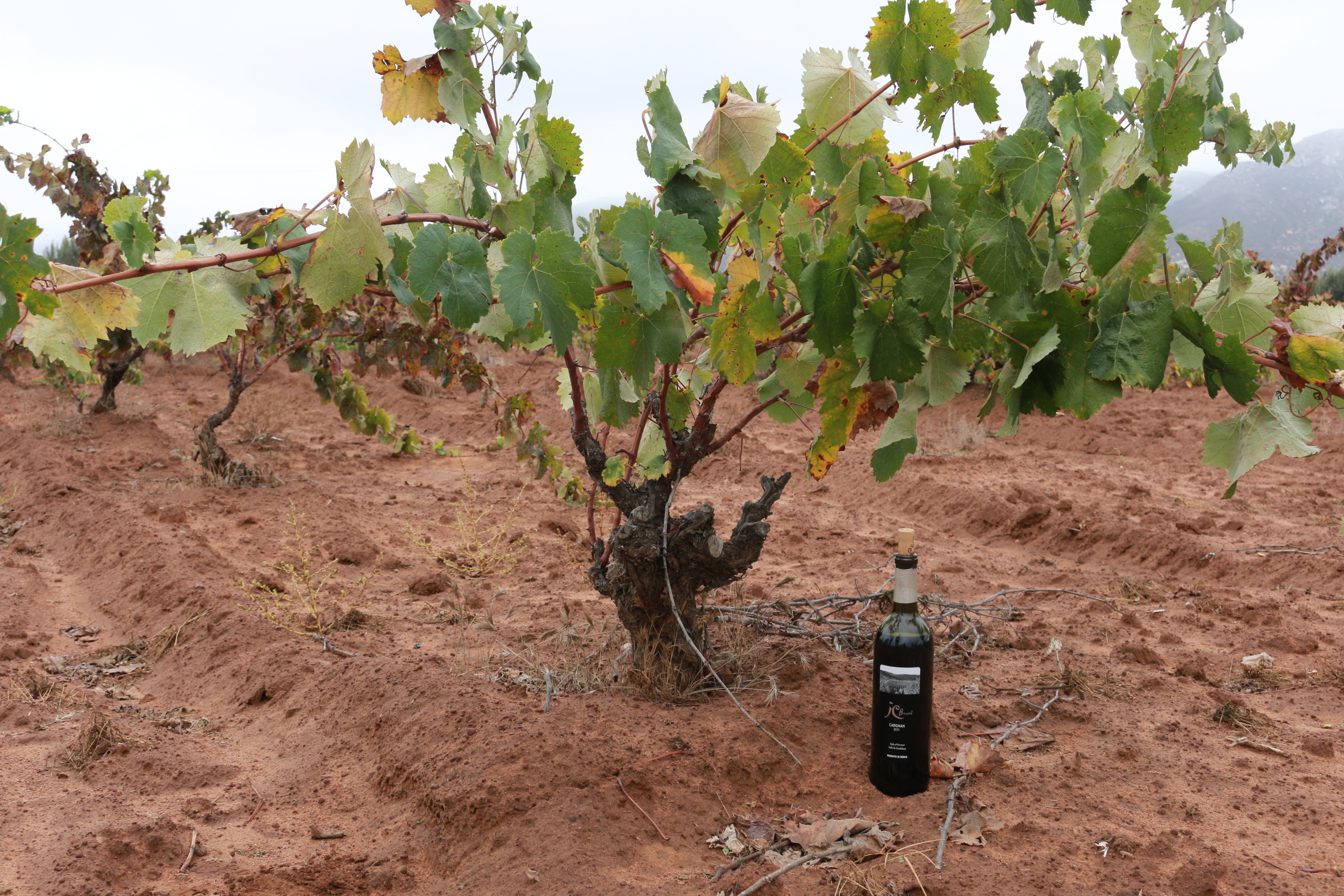 old-vine-carignan-in-mexico-80-harvests - Around the World in 80 Harvests