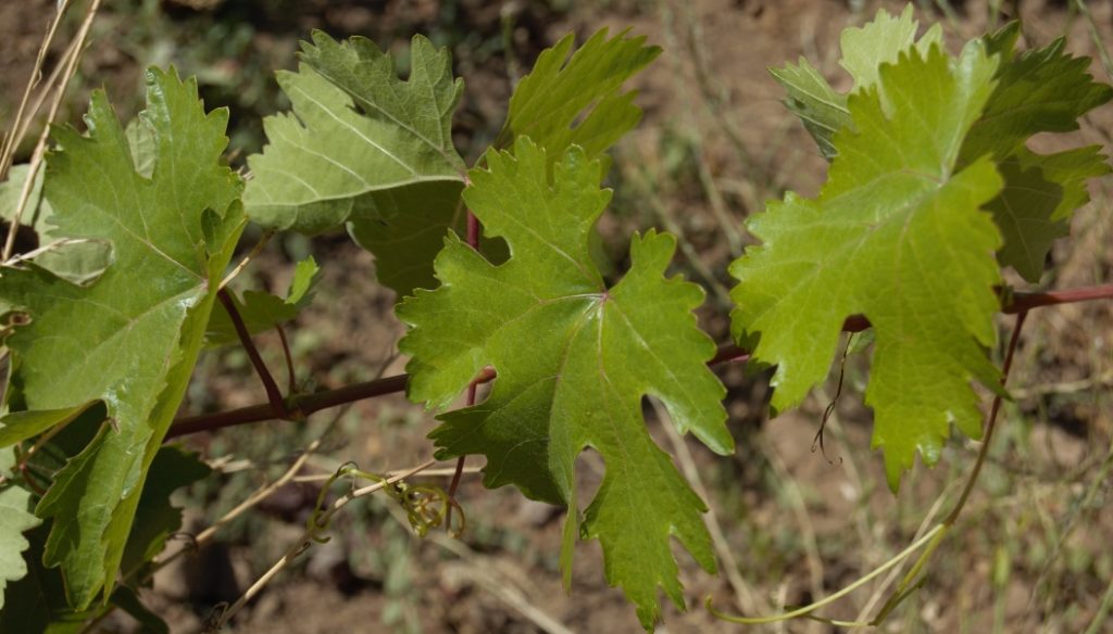 Carignan leaves - Around the World in 80 Harvests