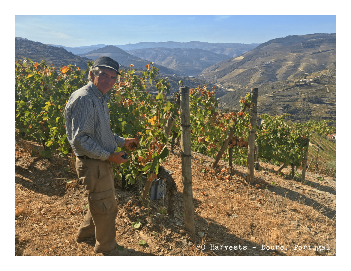 Douro study guide: Port winemaking and Douro viticulture. Fast Facts