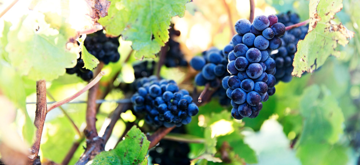 Waipara wine region guide: Terroir essentials & fast facts guide to Waipara